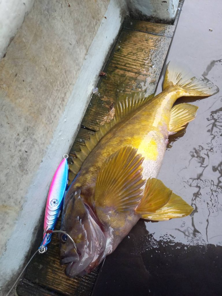 HITMAN JIG好調でした(^-^) | FISHLAND